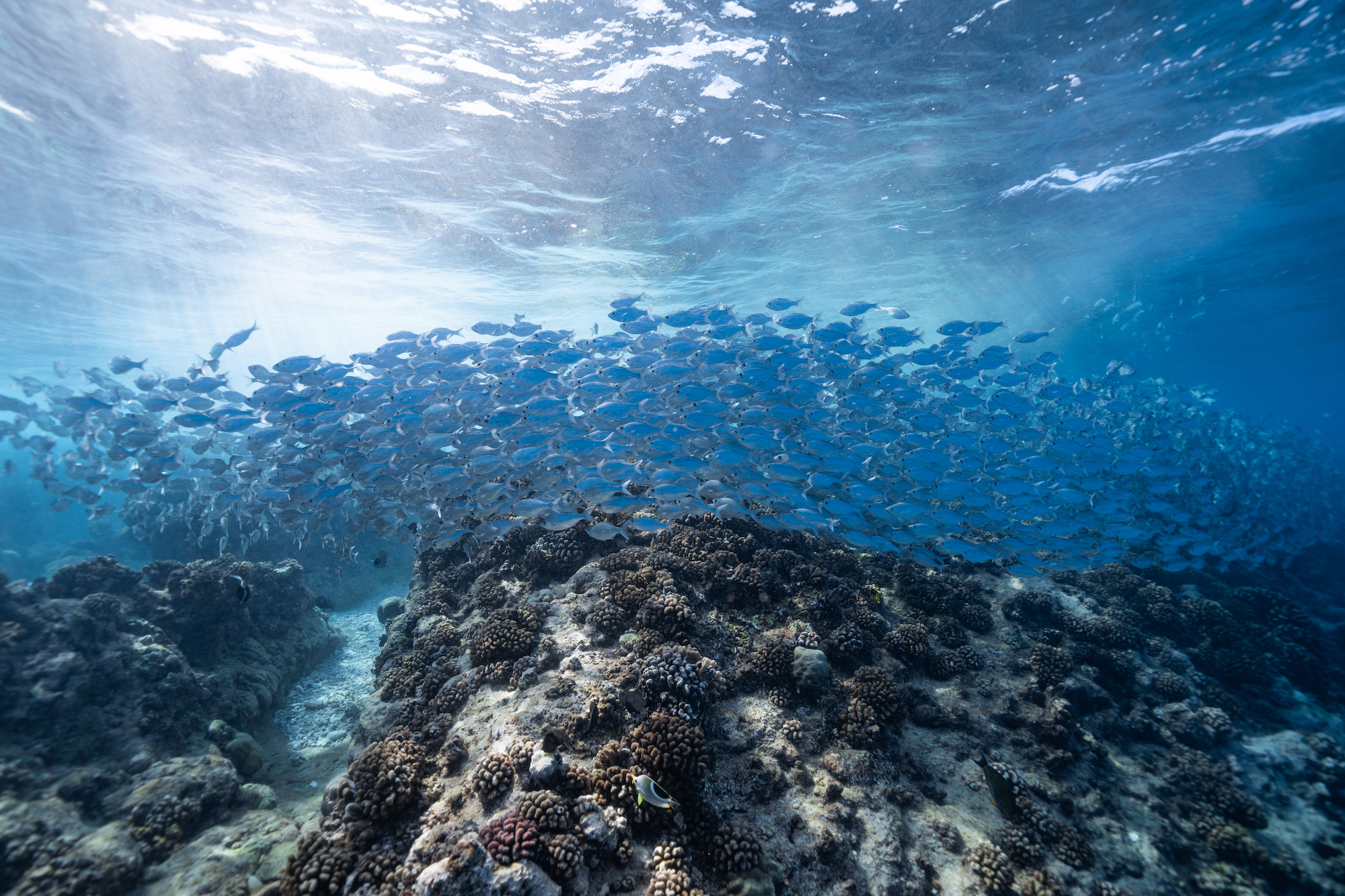 Polynesian Colors | Foundation