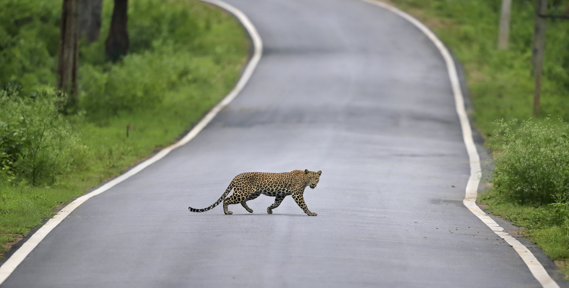 Wild Cats | Foundation