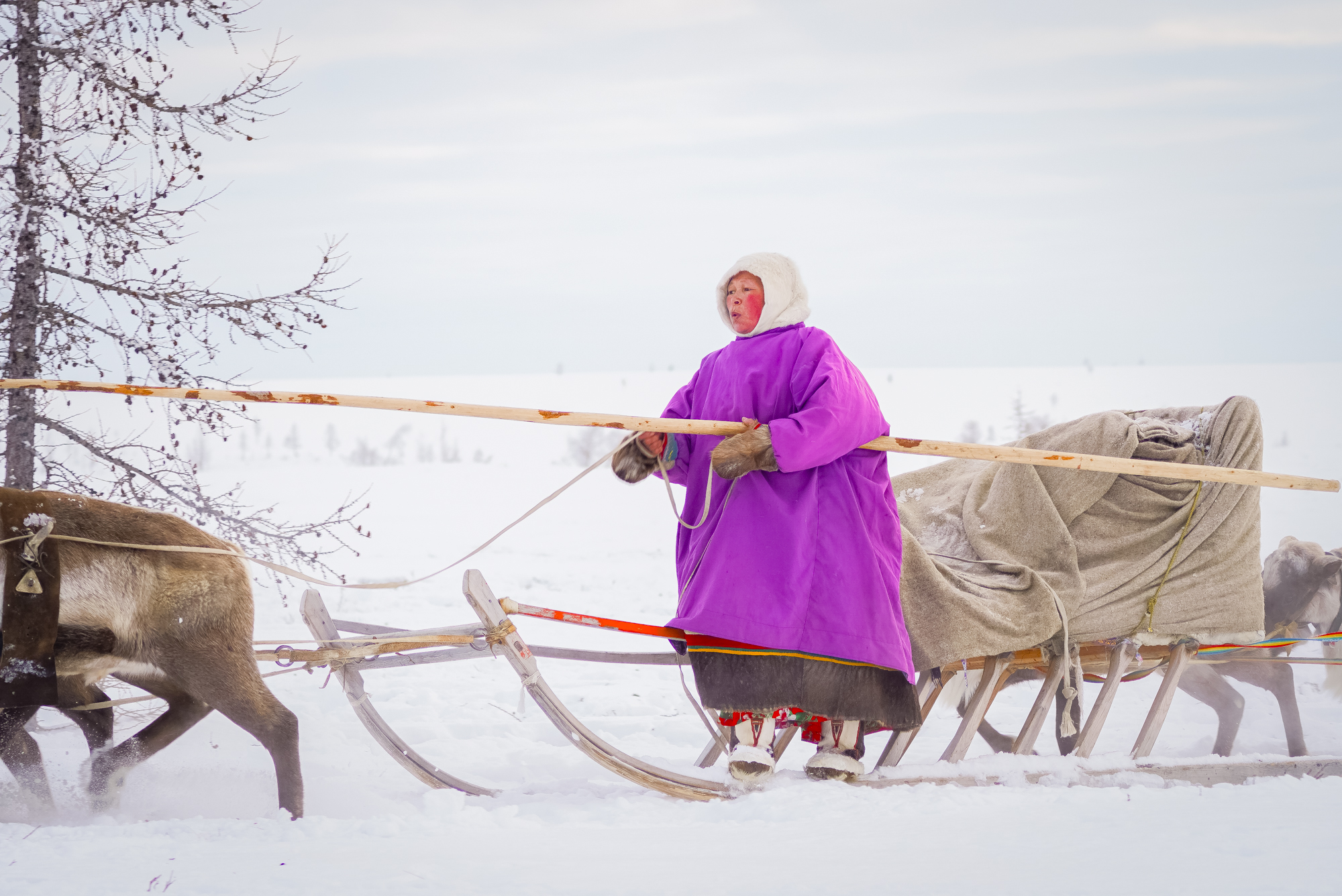 Nomads of the Arctic | Foundation