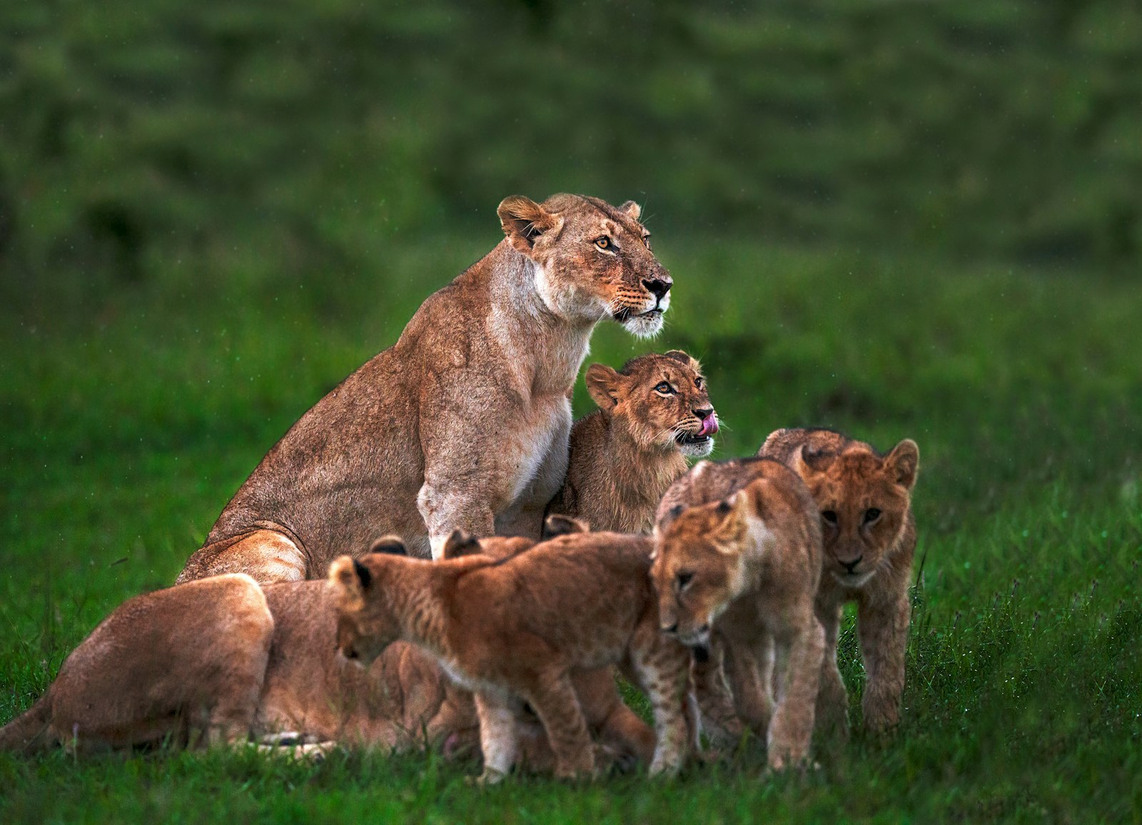 Mothers from the wild | Foundation