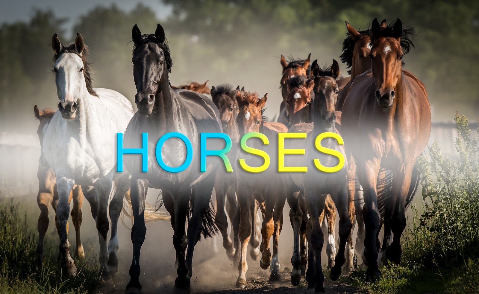 Amazing horses | Foundation