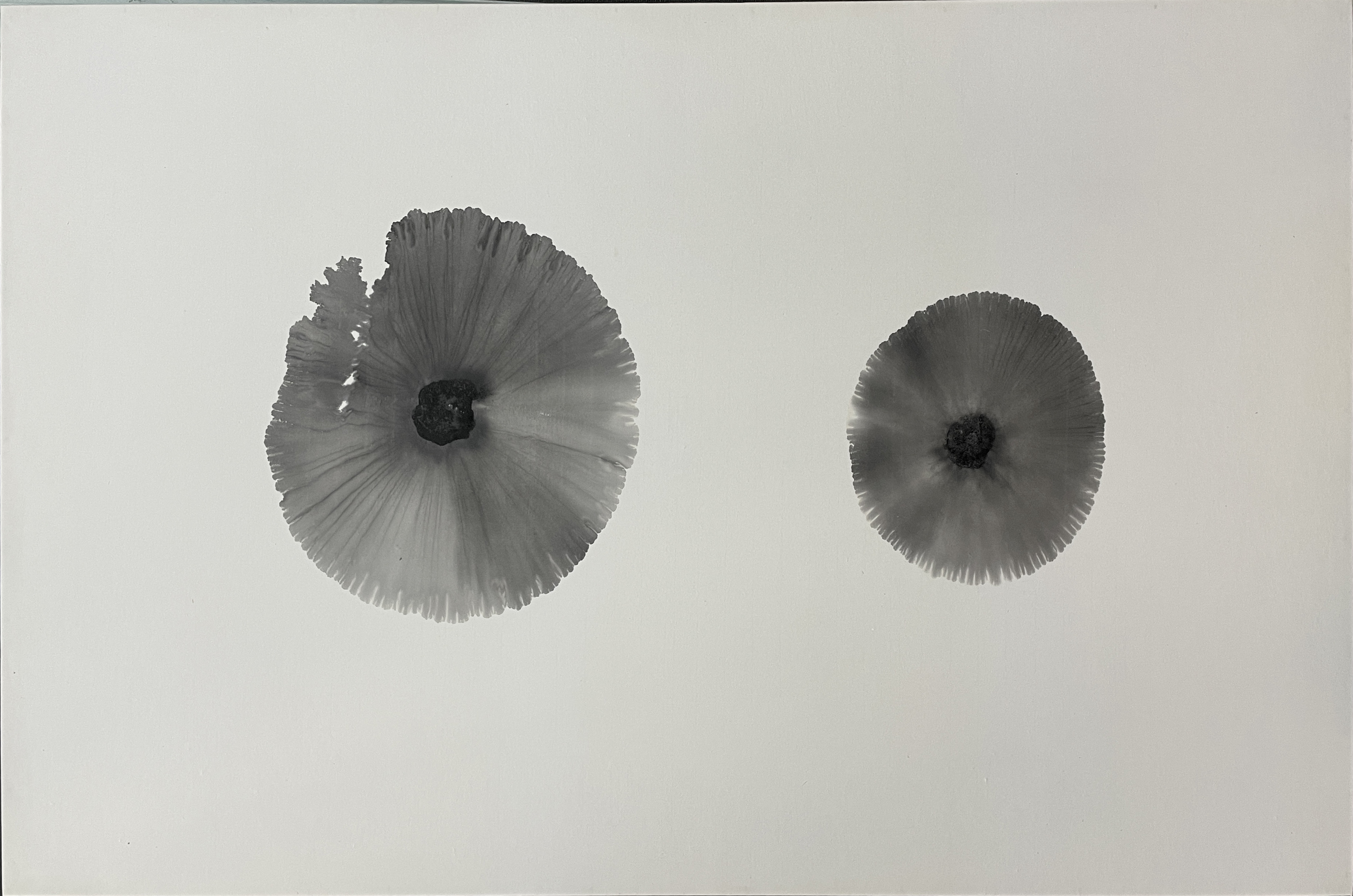 Mono_NIA: Peace Sound in Ink Encounter | Foundation