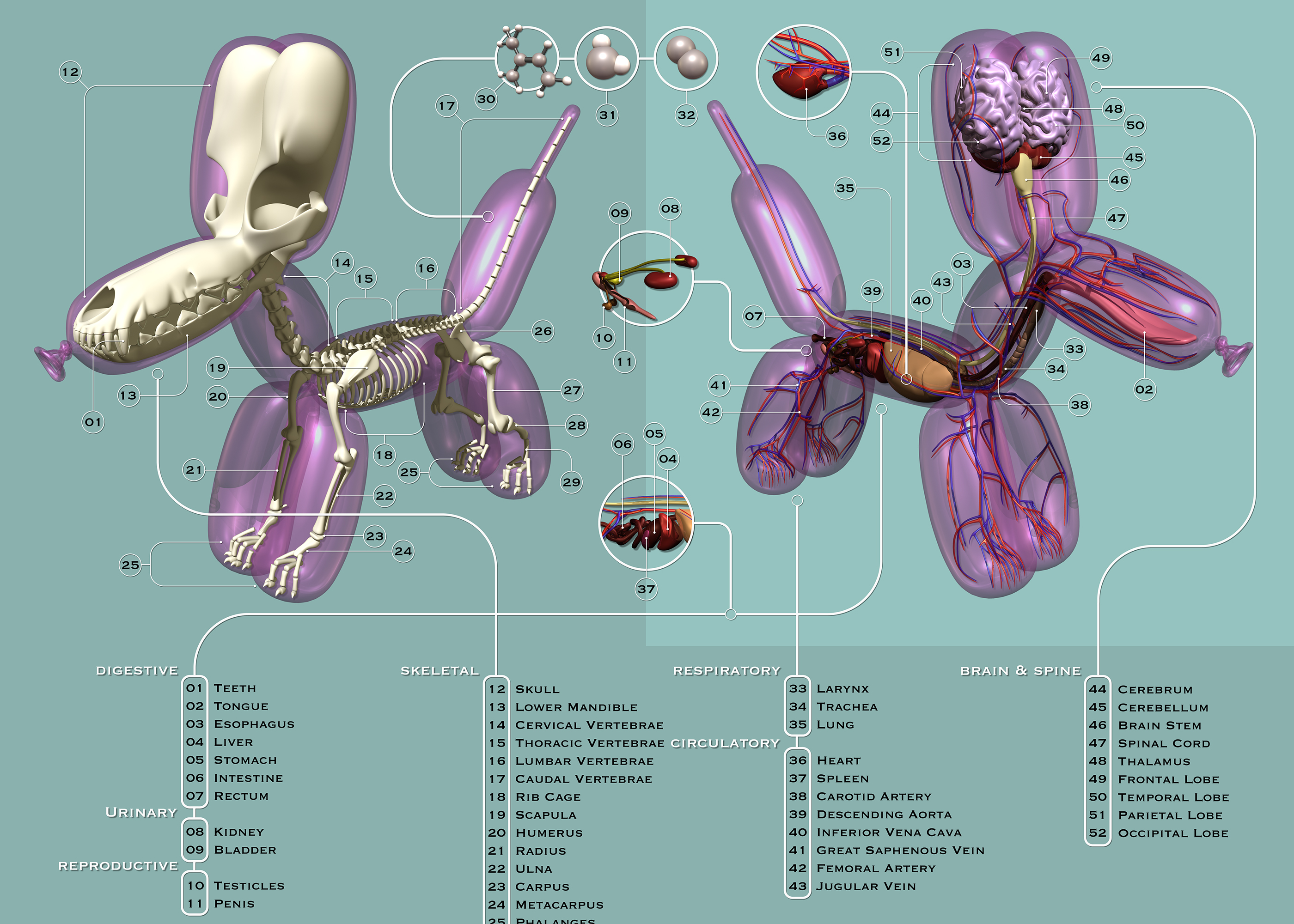 Balloon Anatomy | Foundation