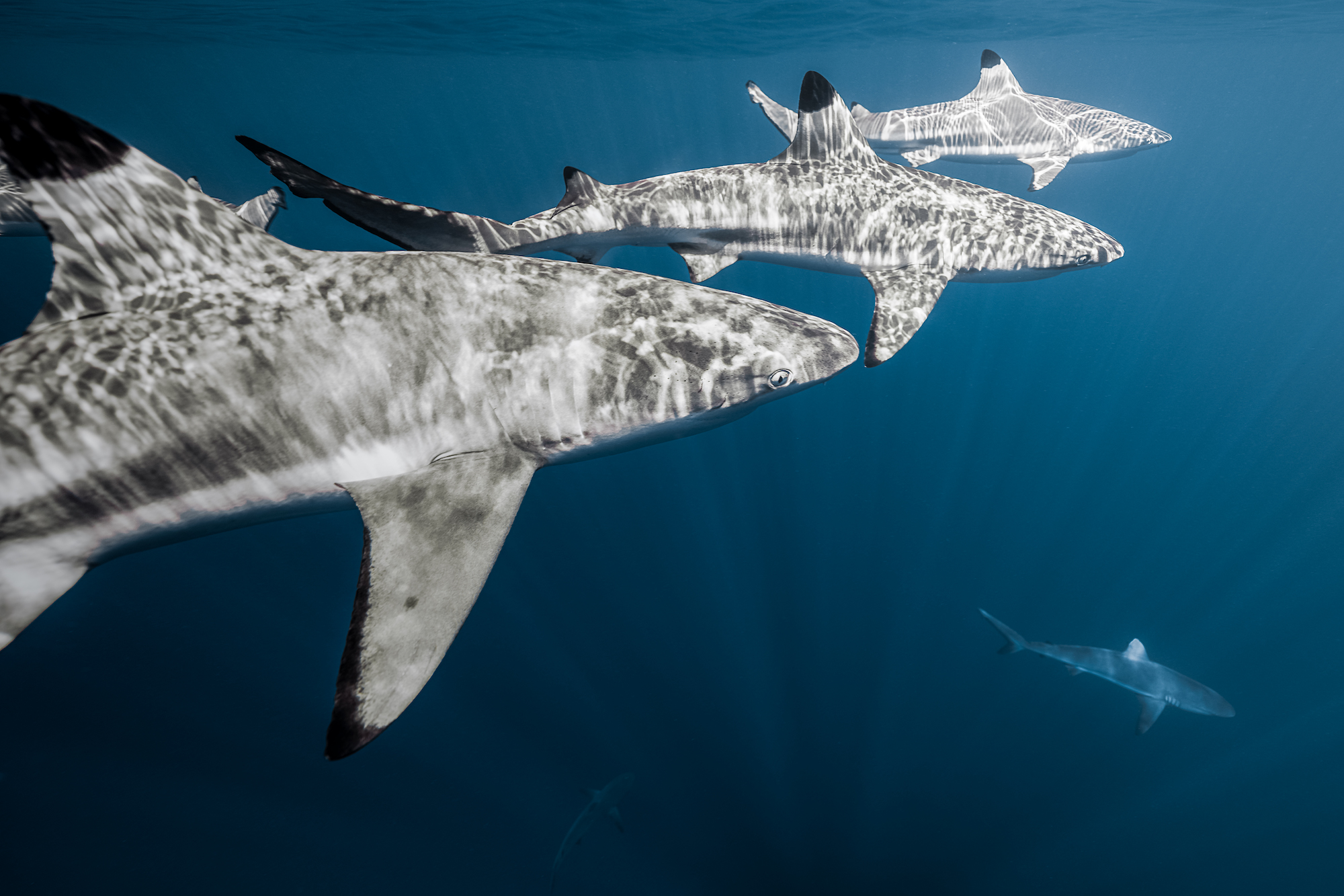 Matt Walch Collection | Foundation