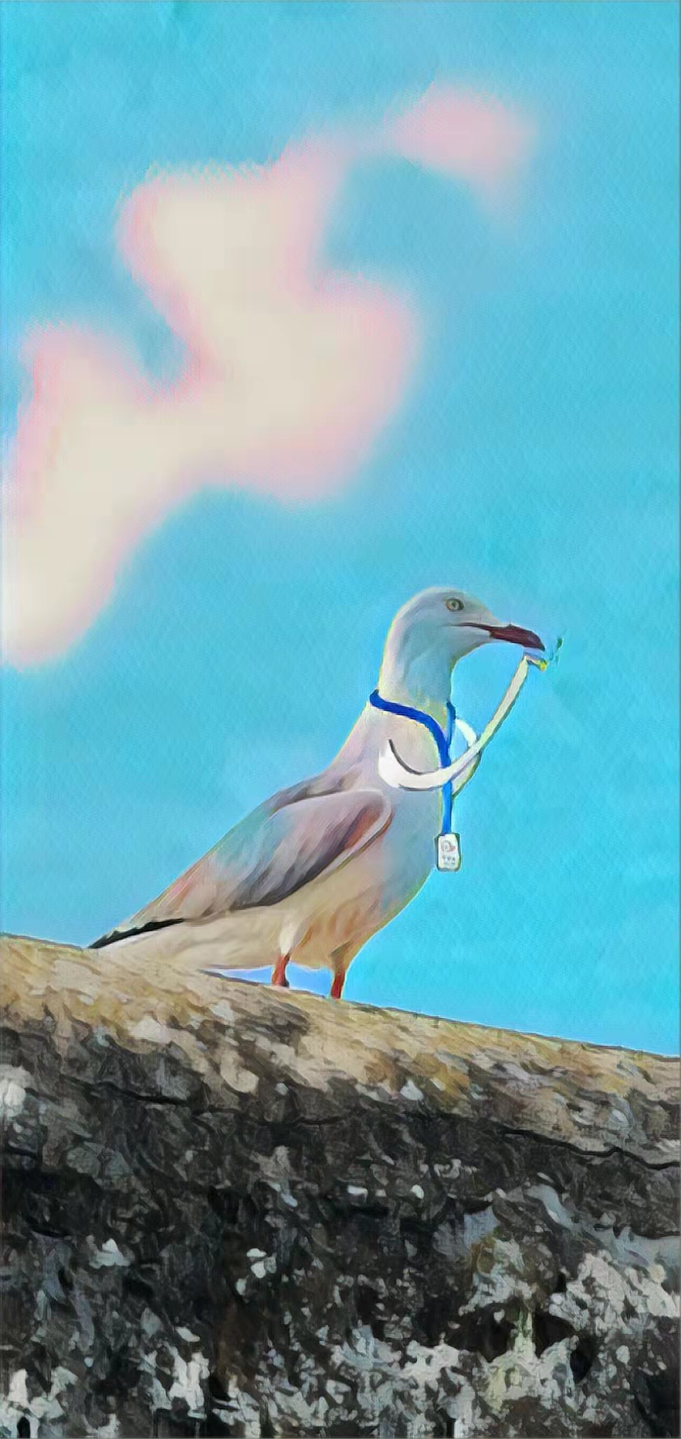 Real Cgull | Foundation