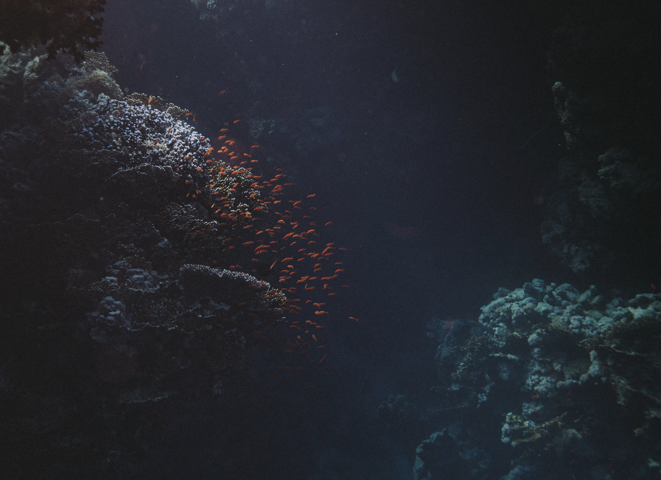 Still Life of the Ocean | Foundation