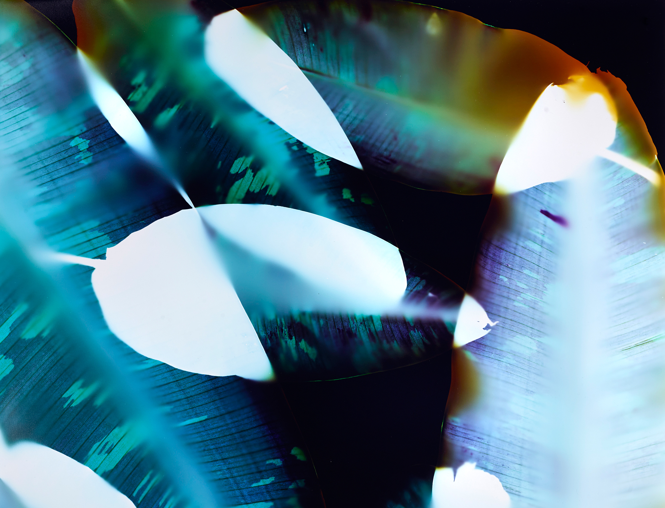 How Forests Think | Foundation