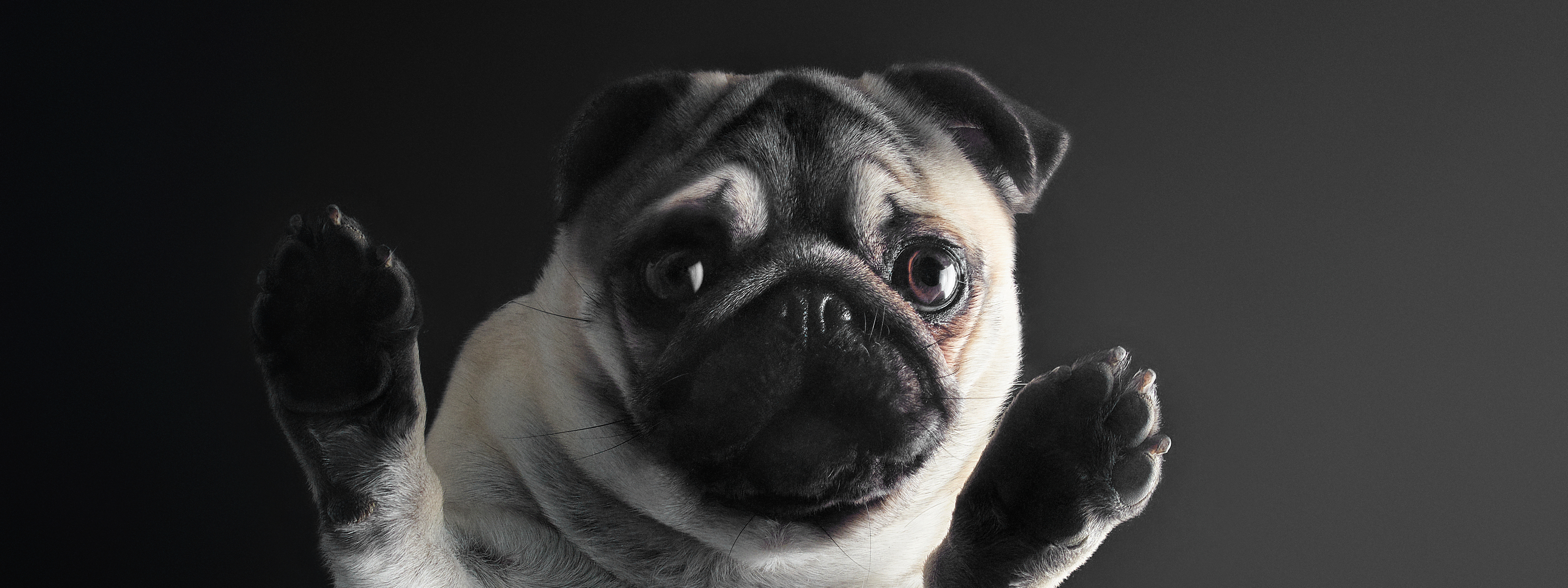 Under Dogs | Foundation