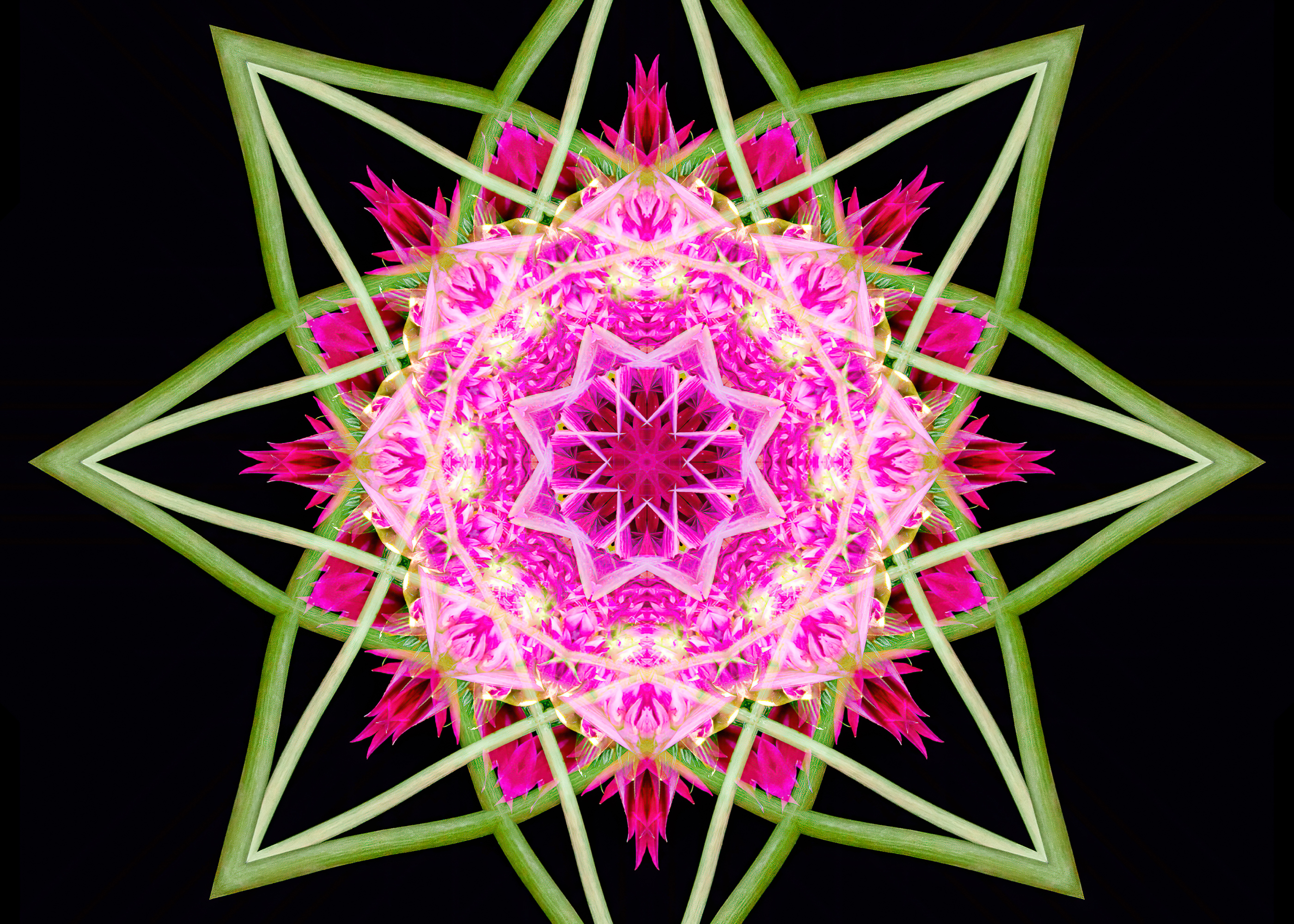 Botanical Optical Animations | Foundation