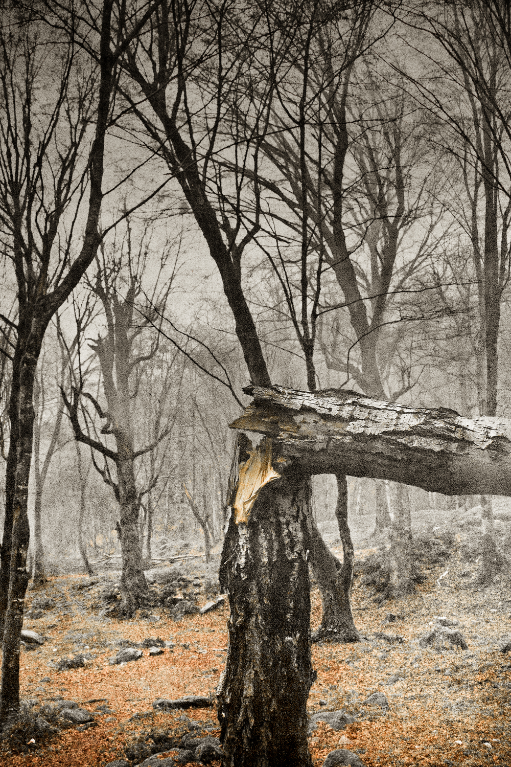 OUR TREES | Foundation