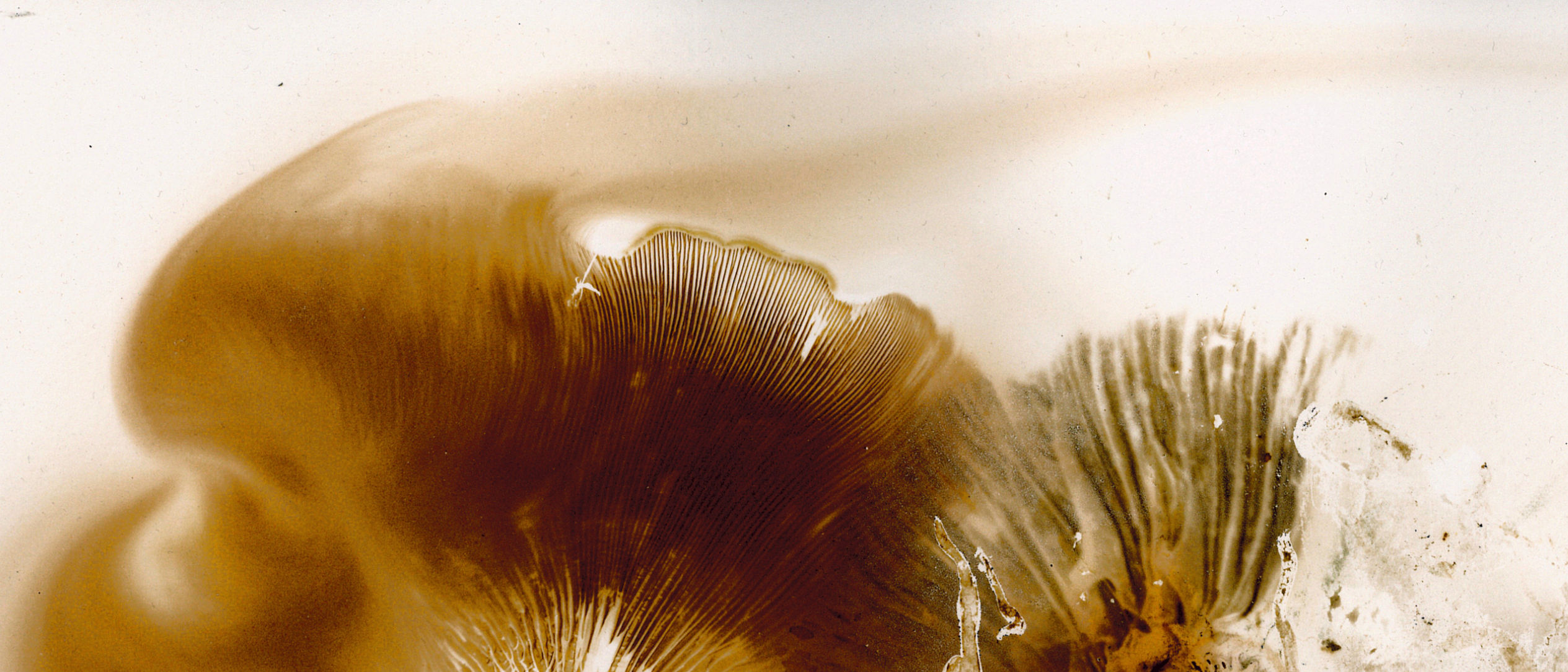 Primitive Life | Foundation