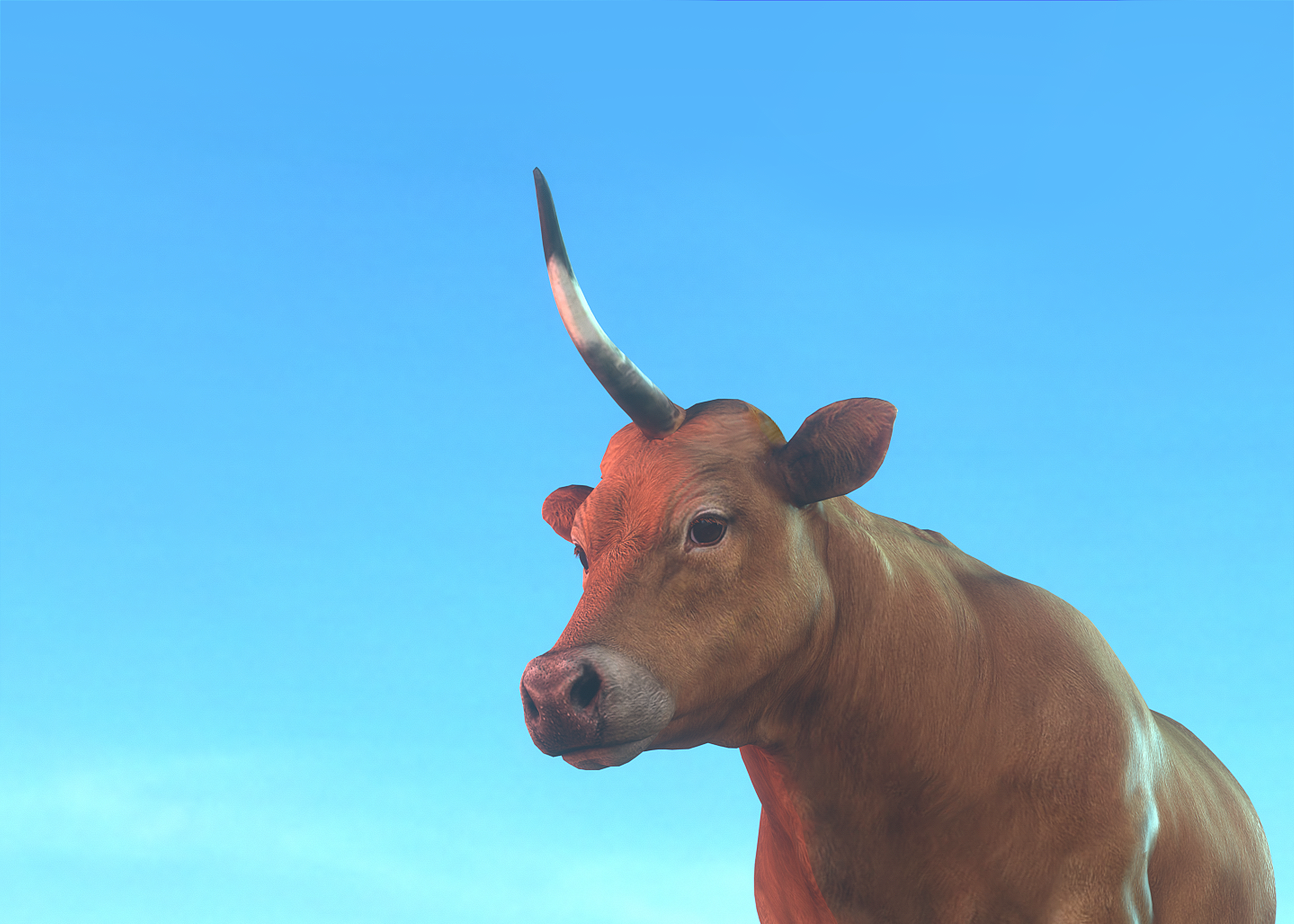 Half Cow | Foundation