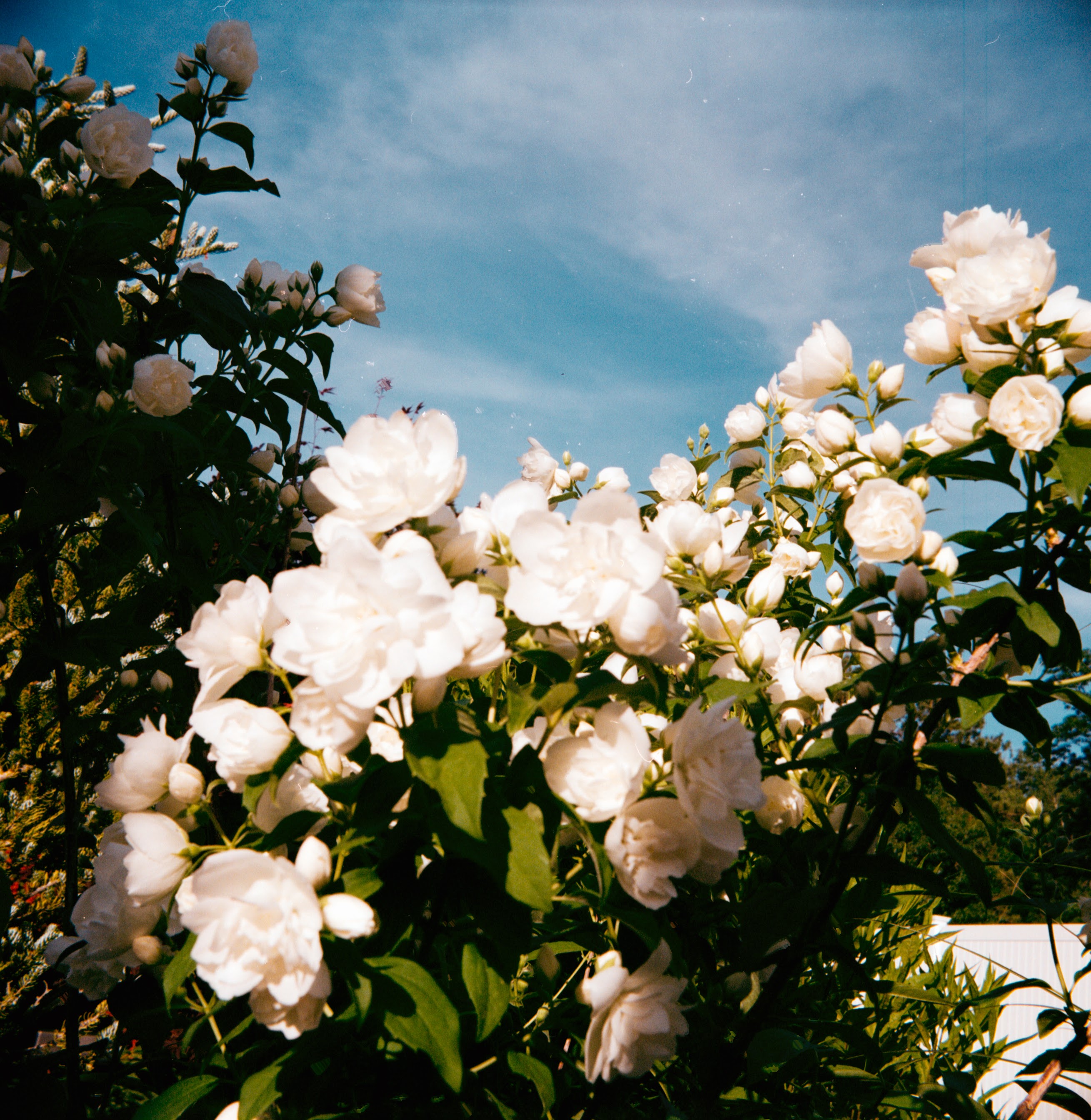 Isabel Malia (@Smoltog) | Foundation