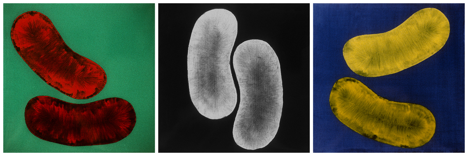 SNICE (@SNICE) | Foundation