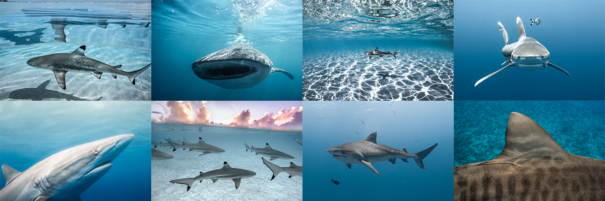 Kori Burkhardt (@kokocuvier) | Foundation