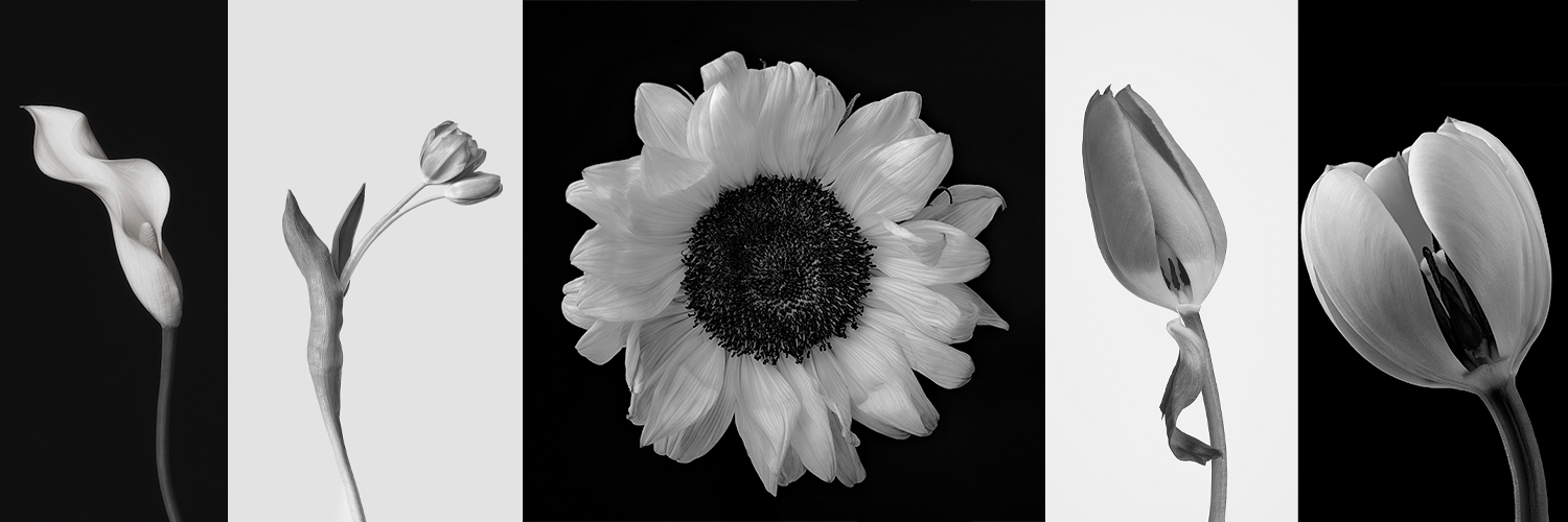 Harini (@harini) | Foundation