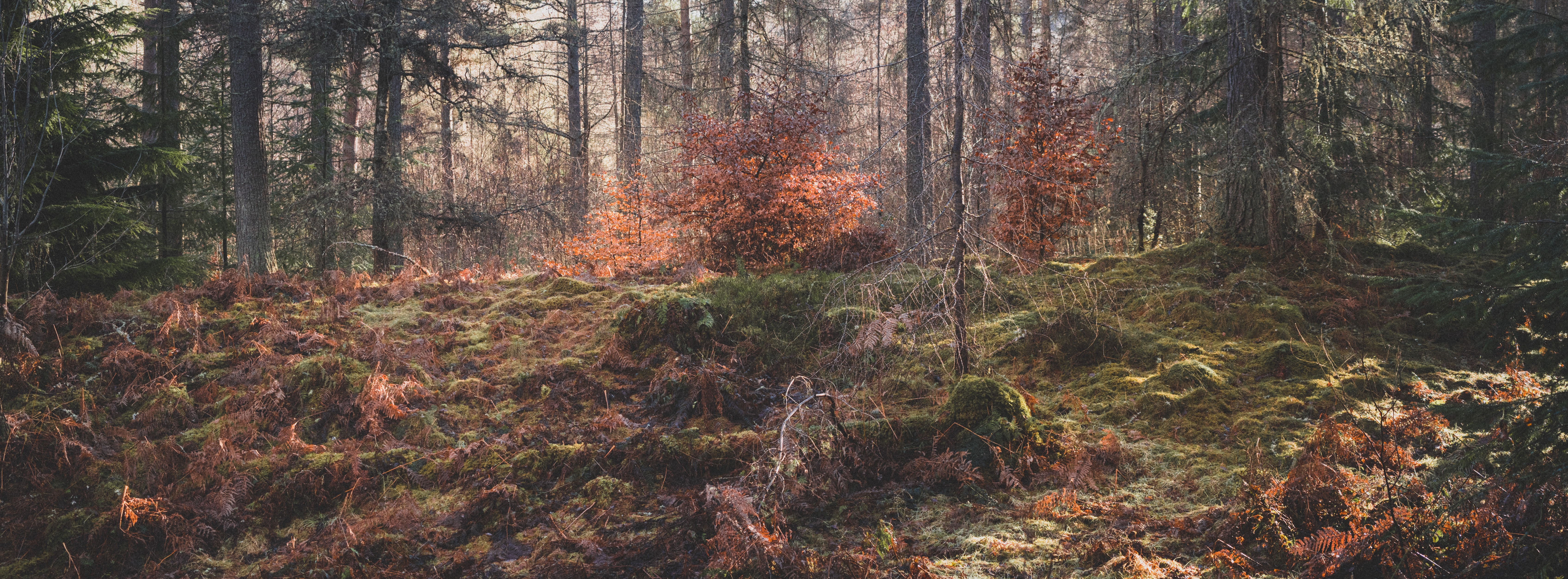 Robin Baird (@RobinBaird) | Foundation