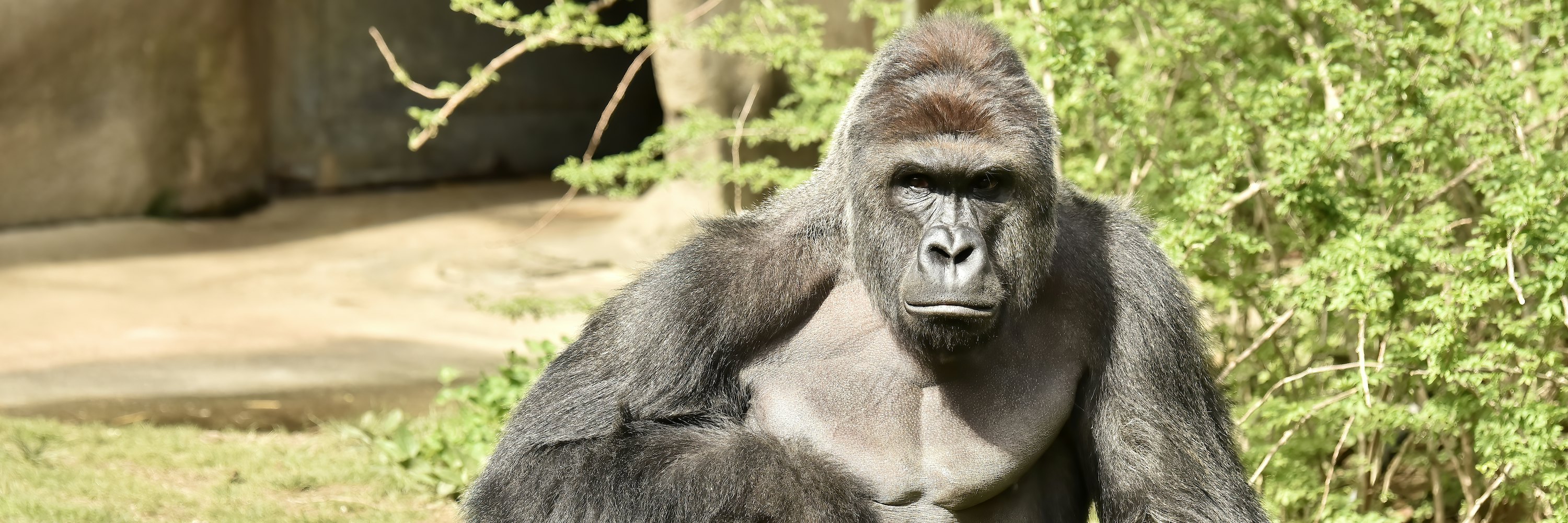 Harambe (@Harambe) | Foundation