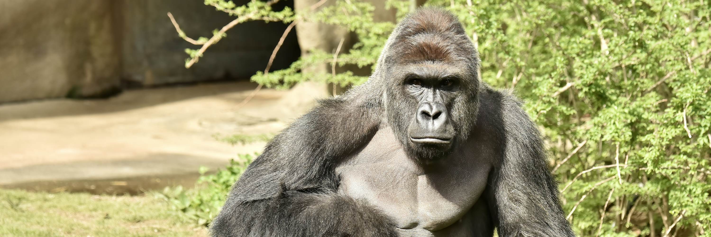Harambe (@Harambe) | Foundation
