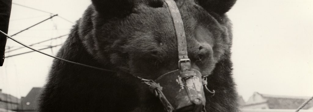 Forgotten Animals NGO (@forgottenanimals) | Foundation