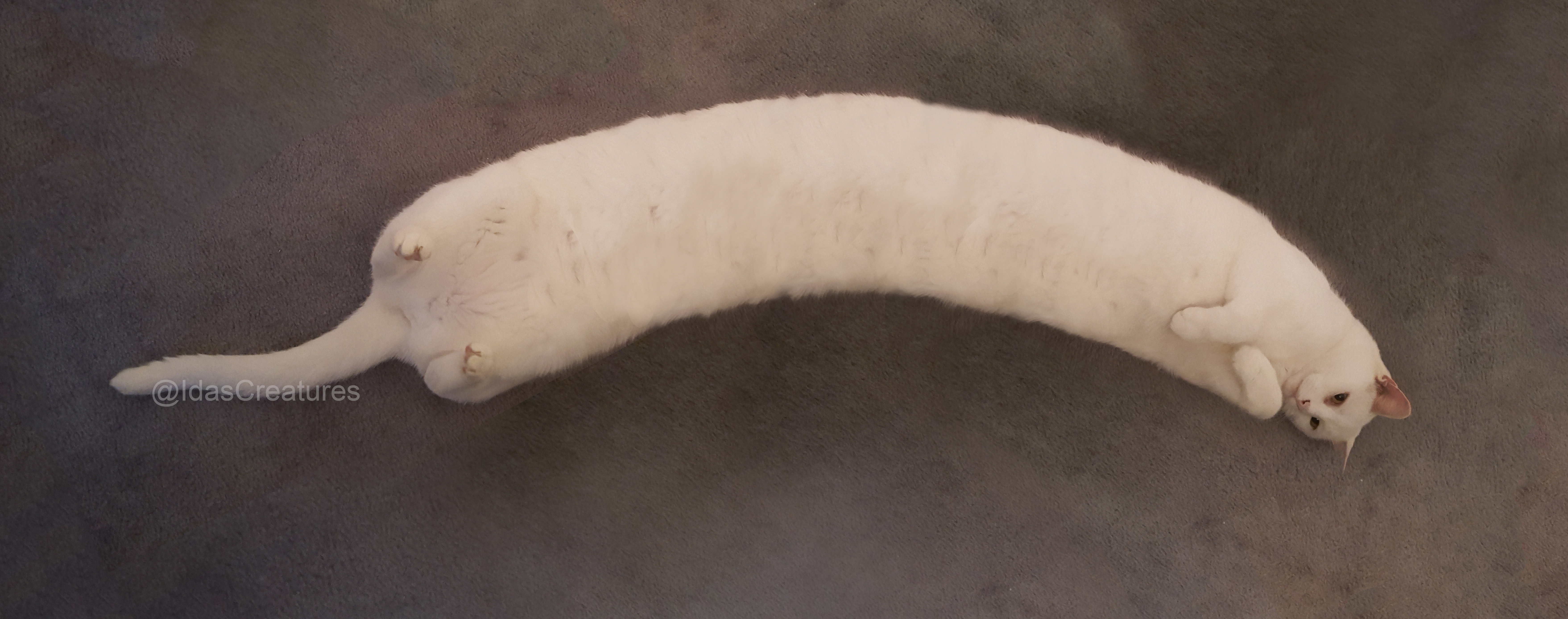 Ida (@IdasCreatures) | Foundation