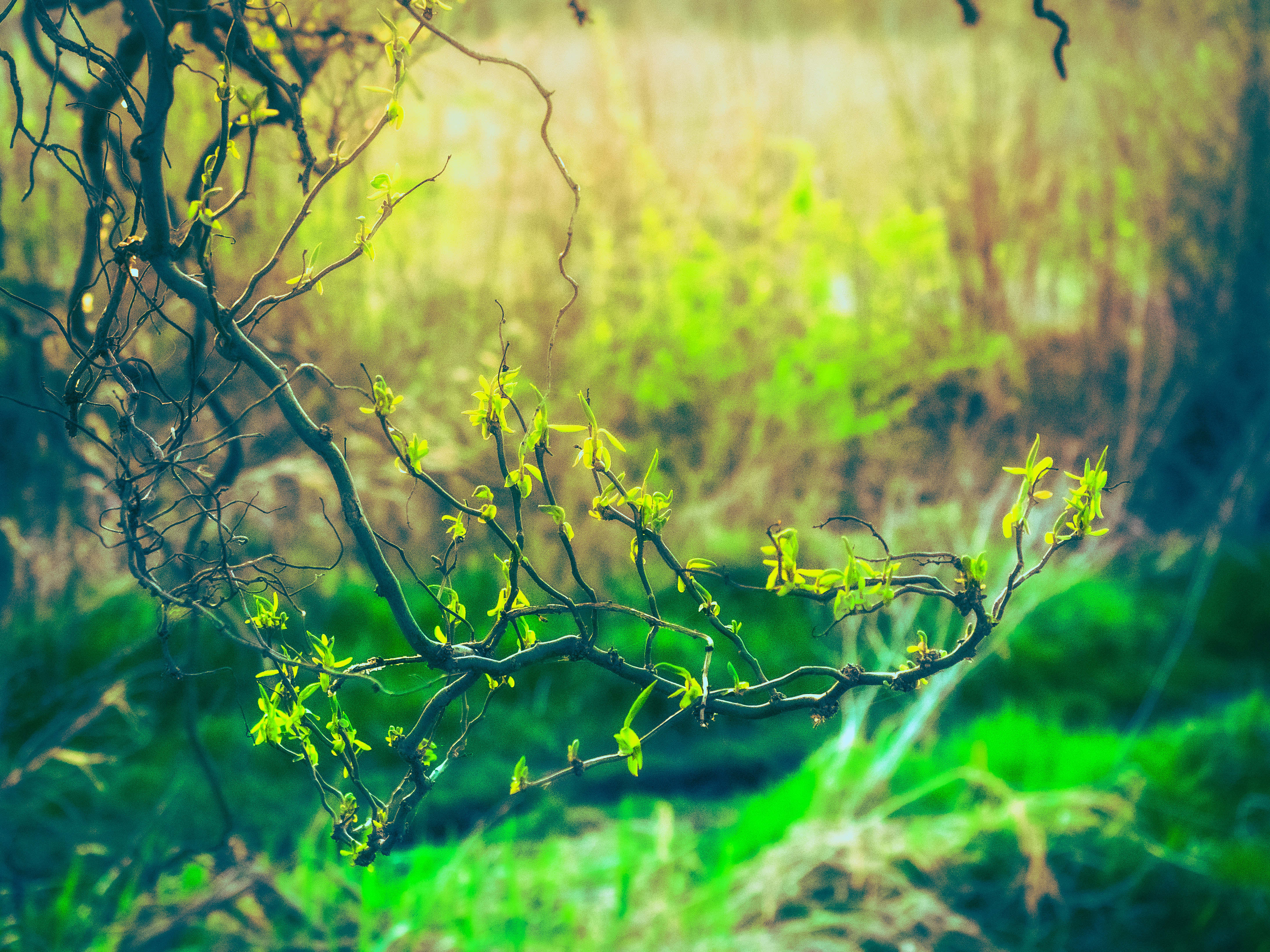 Jacob Cochrane (@Dire_Spirit) | Foundation