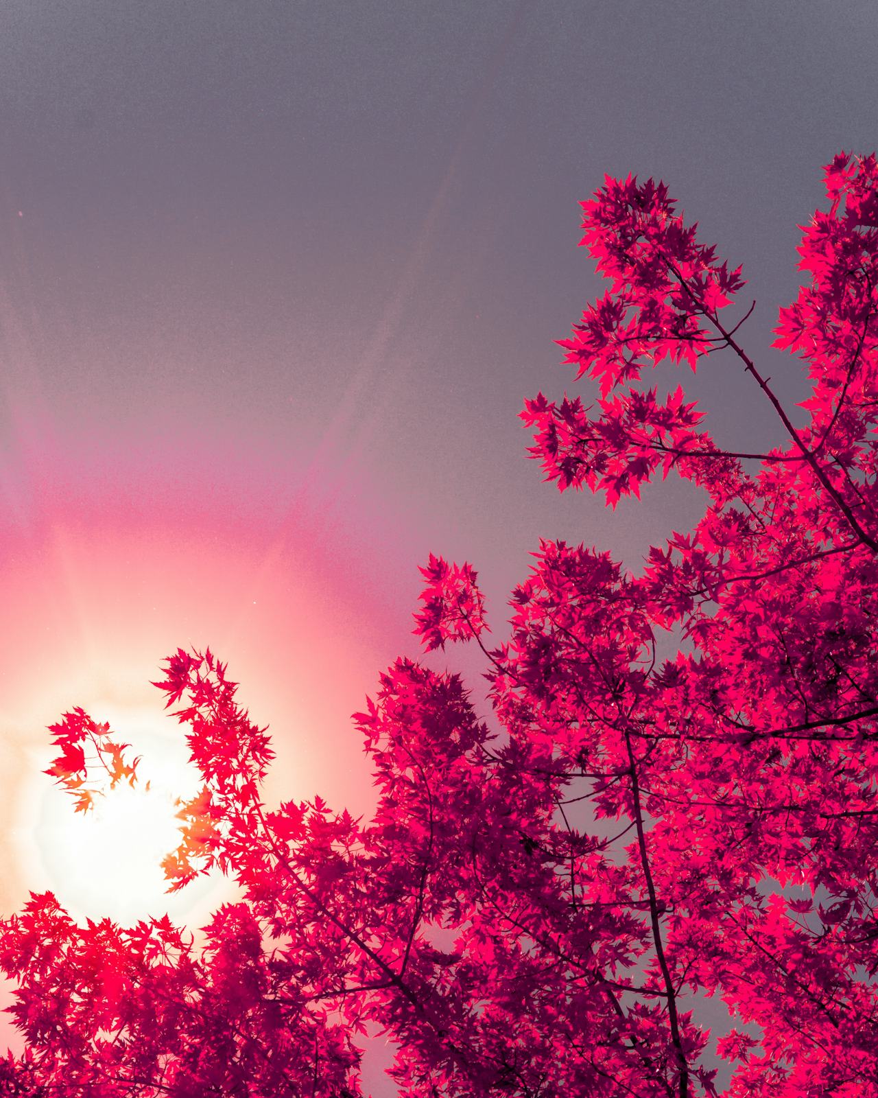 reshad (@reshad) | Foundation