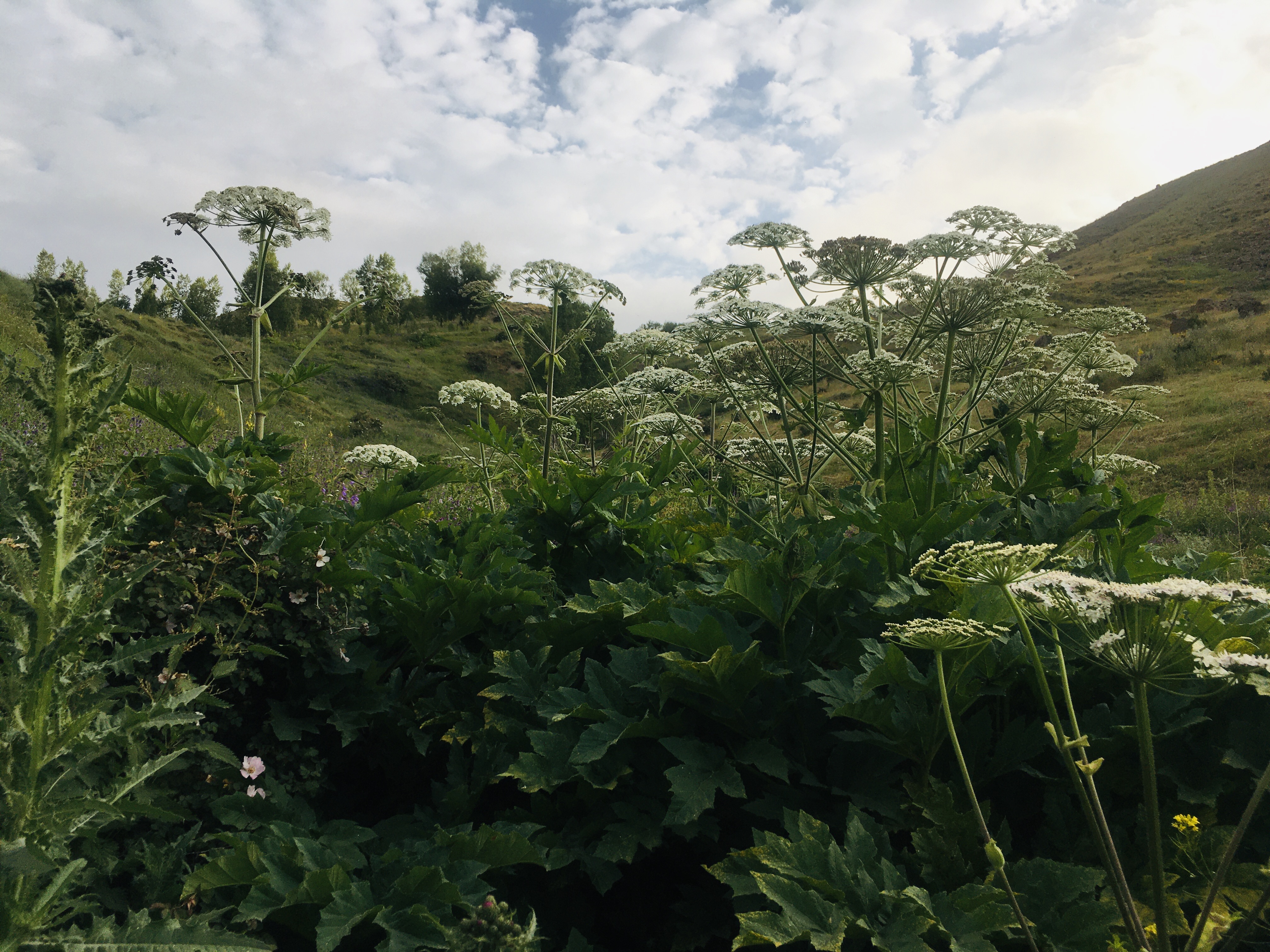 Mousa (@Mousa) | Foundation