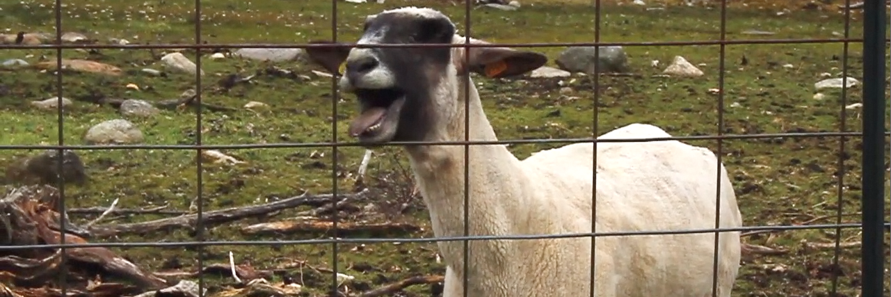 The Screaming Sheep (@TheScreamingSheep) | Foundation