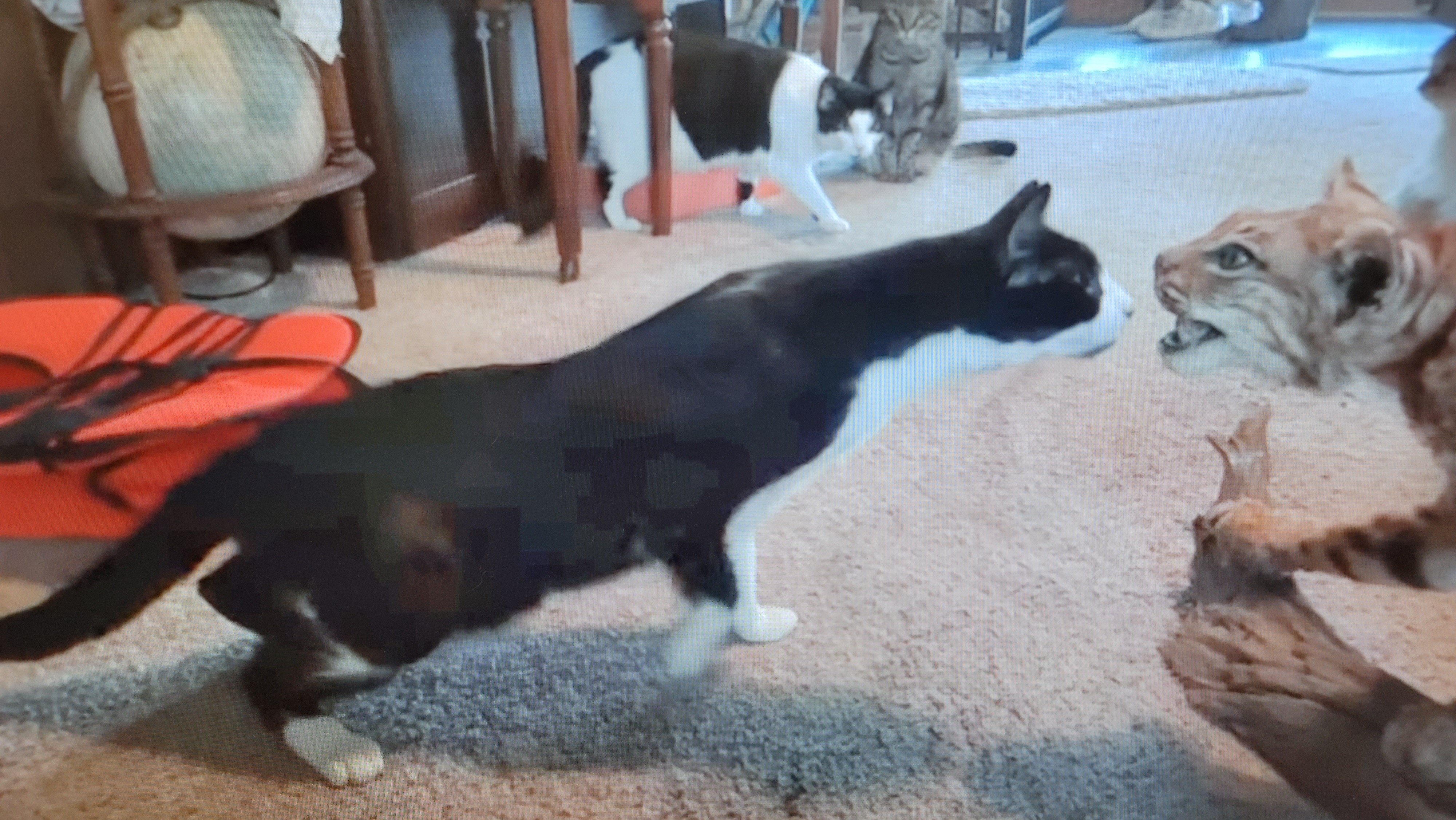 Sam Mallow (@Samspace81) | Foundation