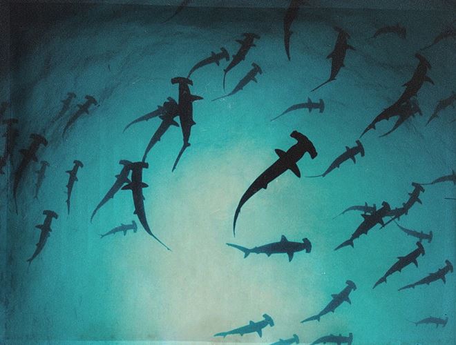 Shark Anthony (@sharkanthony) | Foundation