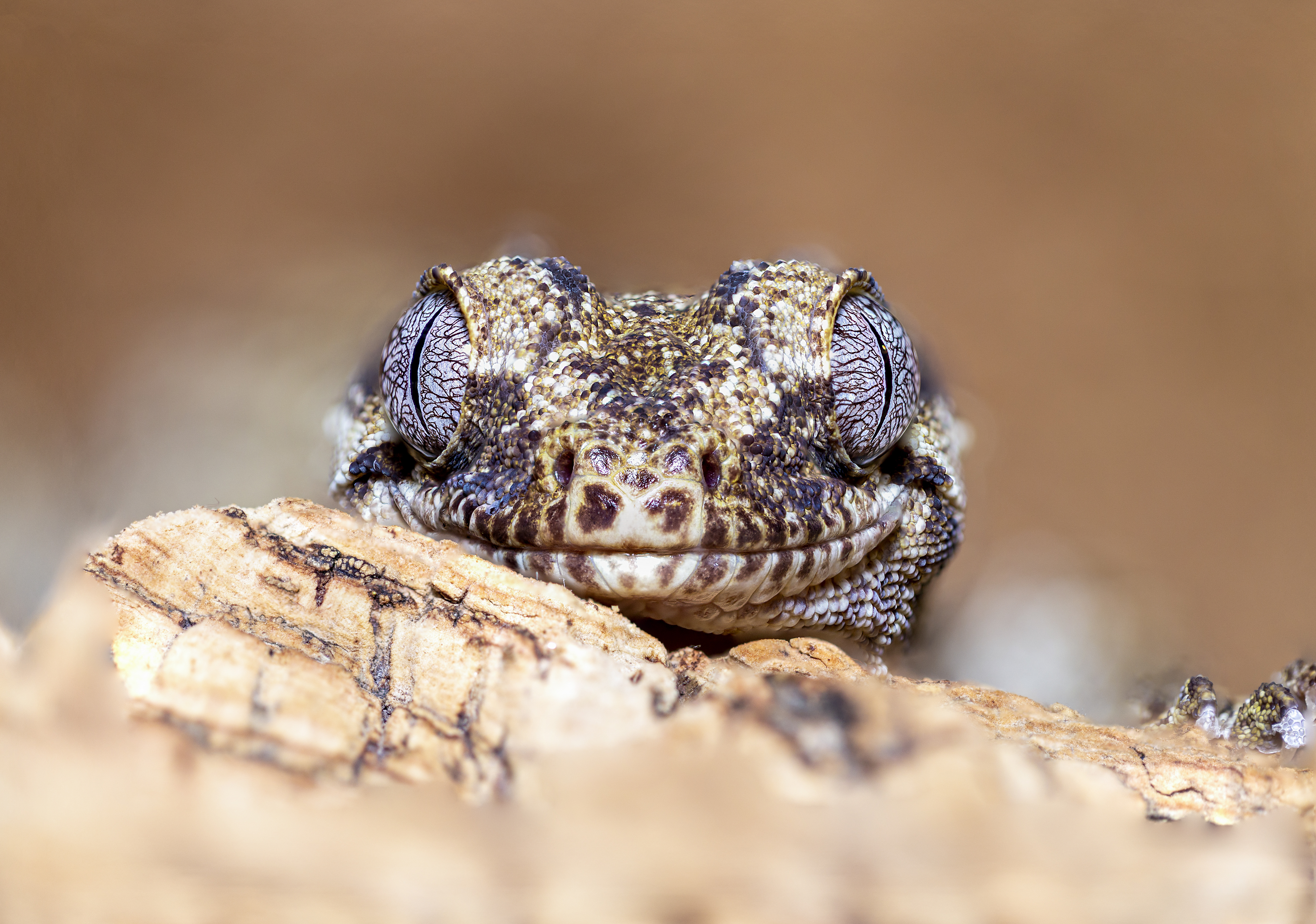 Matt Doogue (@MattsMacro) | Foundation