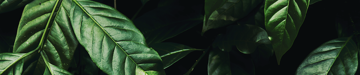 Peter Dimou (@Monako) | Foundation