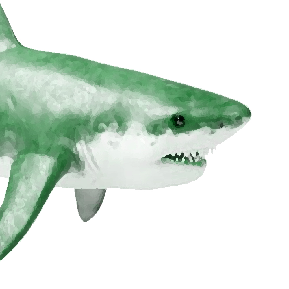 Mark the Shark (@mark_the_shark) | Foundation